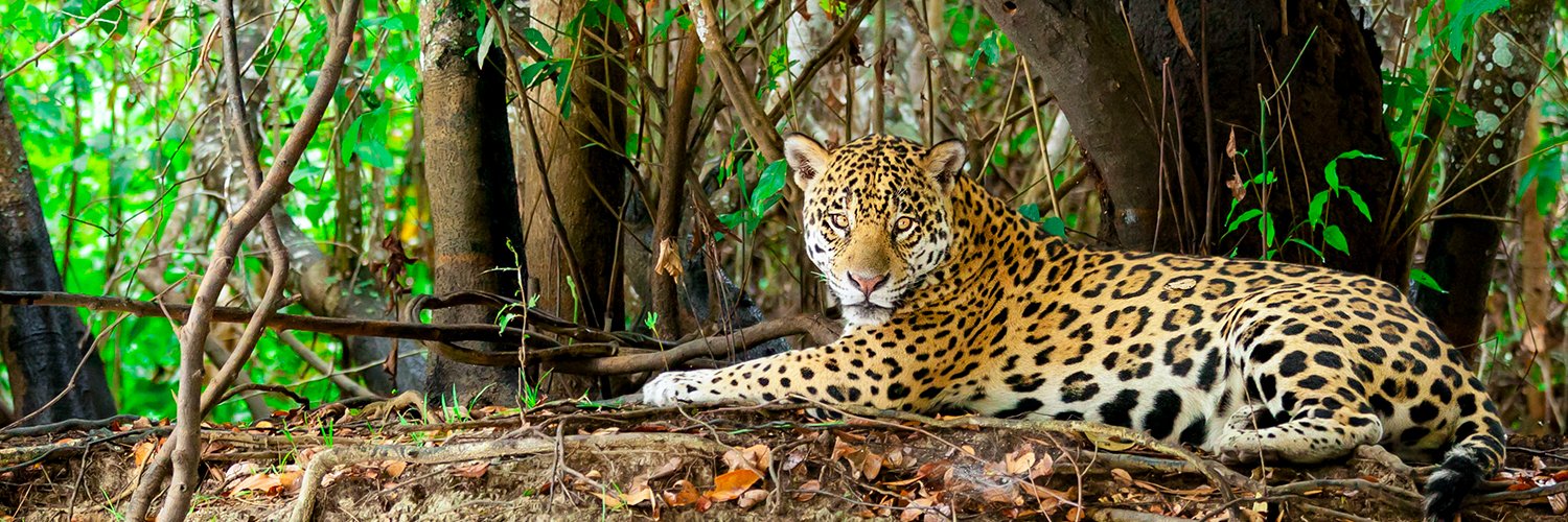 Rainforest Action Network - AnnualReports.com